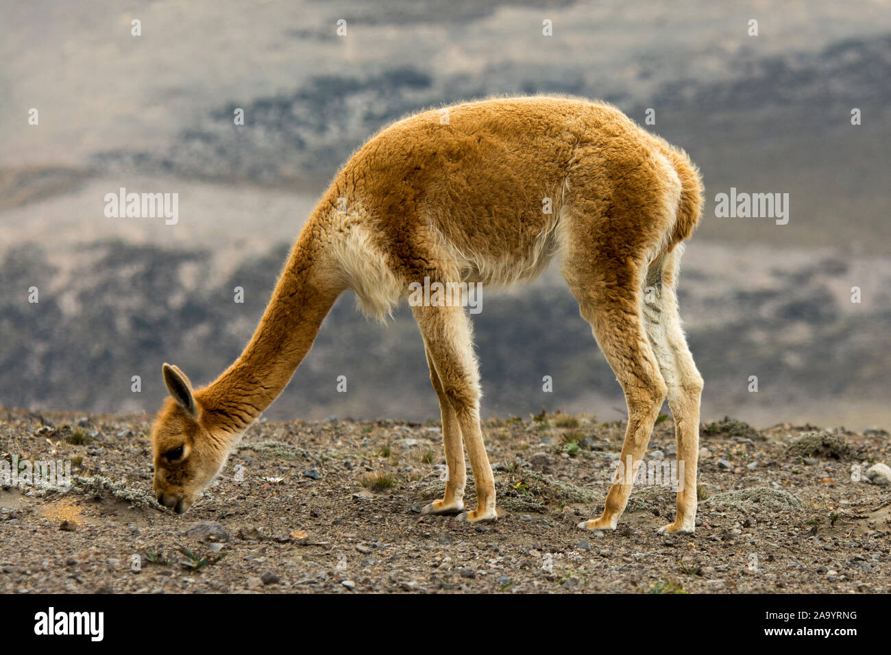 Vicuña grazing the sparse vegetation in the Chimborazo Reserve at 4300 ...