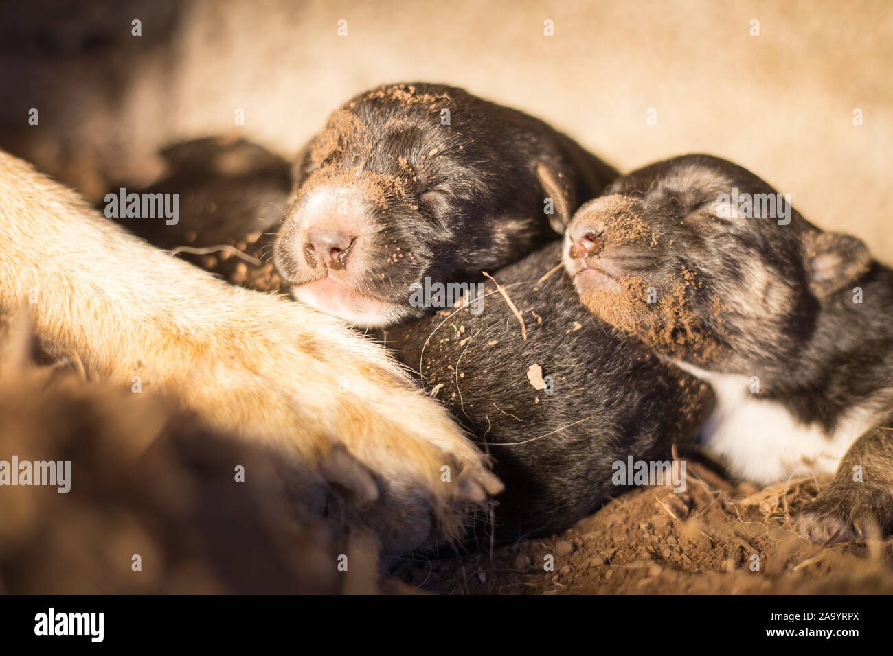 Dog hole cave hi-res stock photography and images - Alamy
