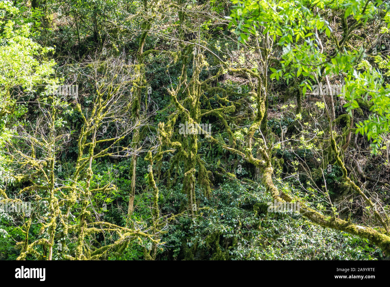Trees overgrown with moss in a dense forest are lit by the sun. Spring ...