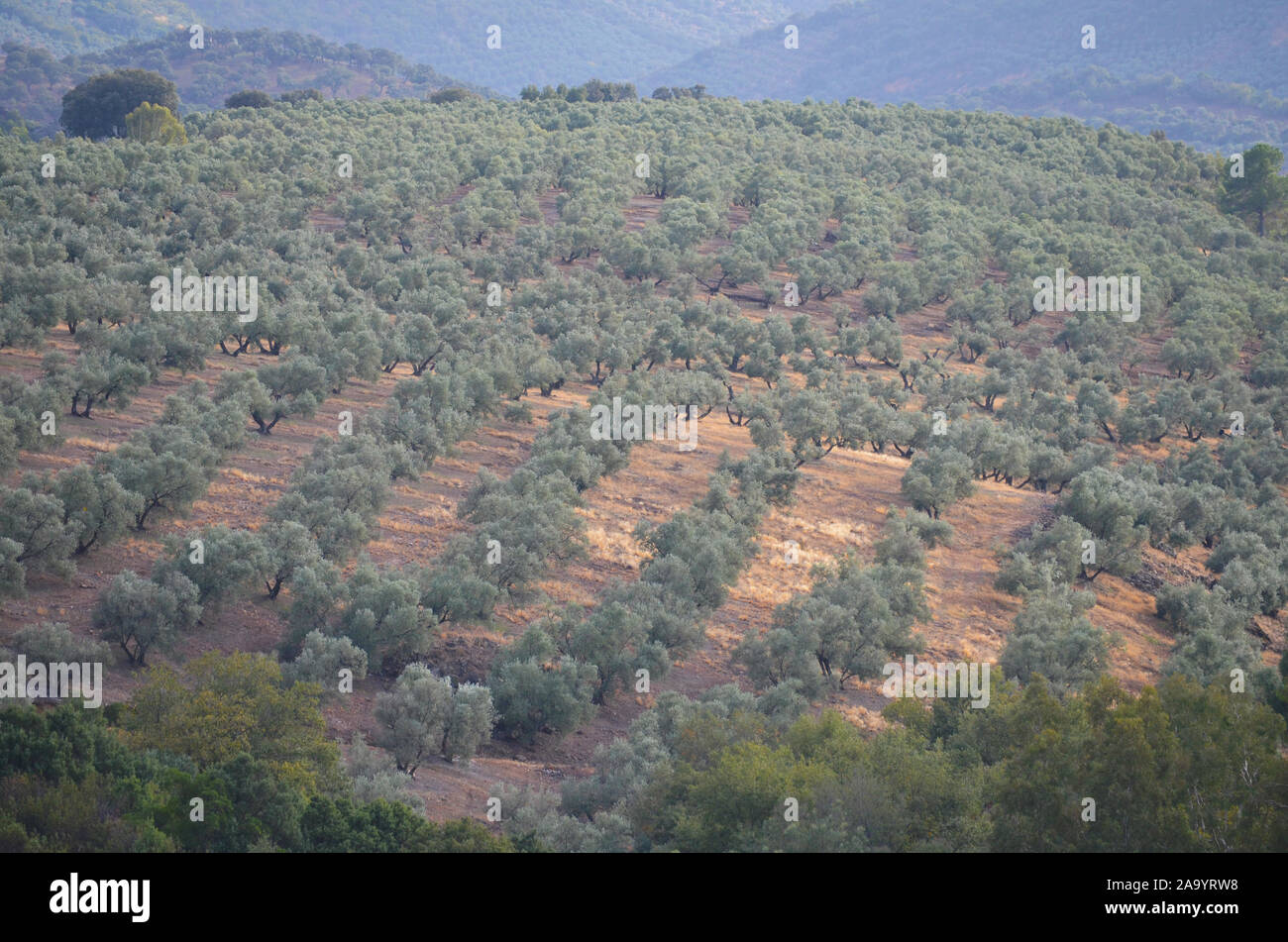 Olive tree groves in Azuel (Cordoba, Andalusia, southern Spain Stock ...