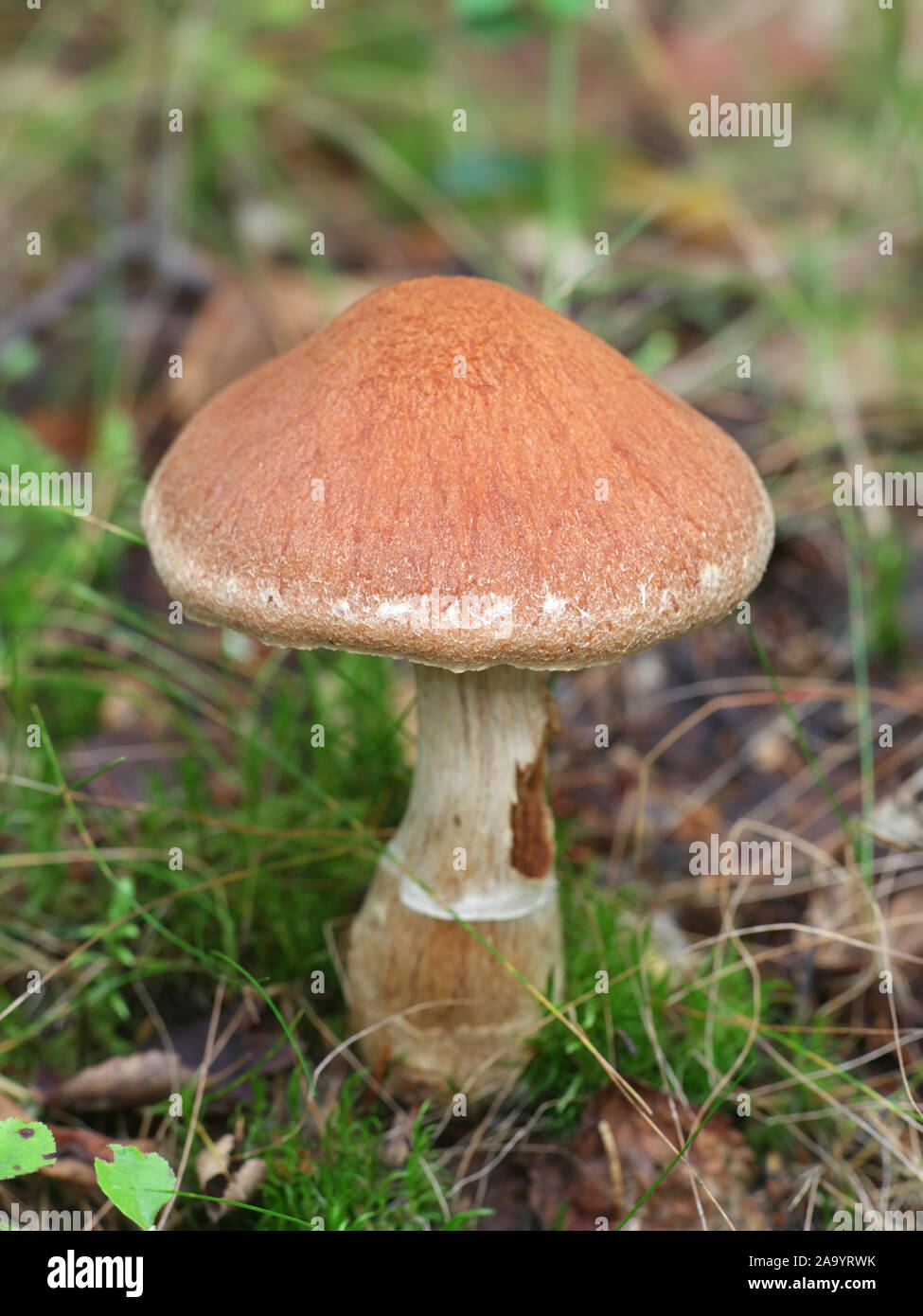 Cortinarius laniger, known as the Woolly Webcap, wild mushrooms from ...