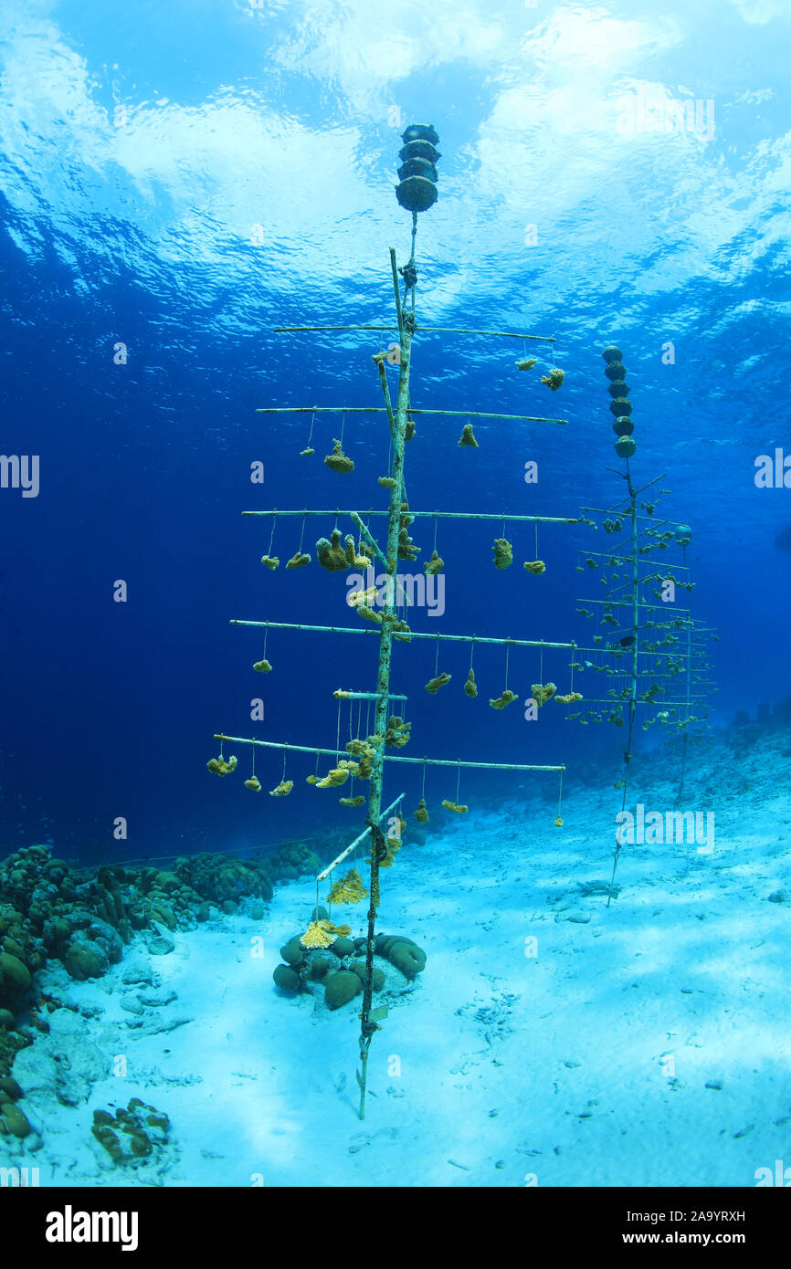 Caribbean ecosystem hi-res stock photography and images - Alamy