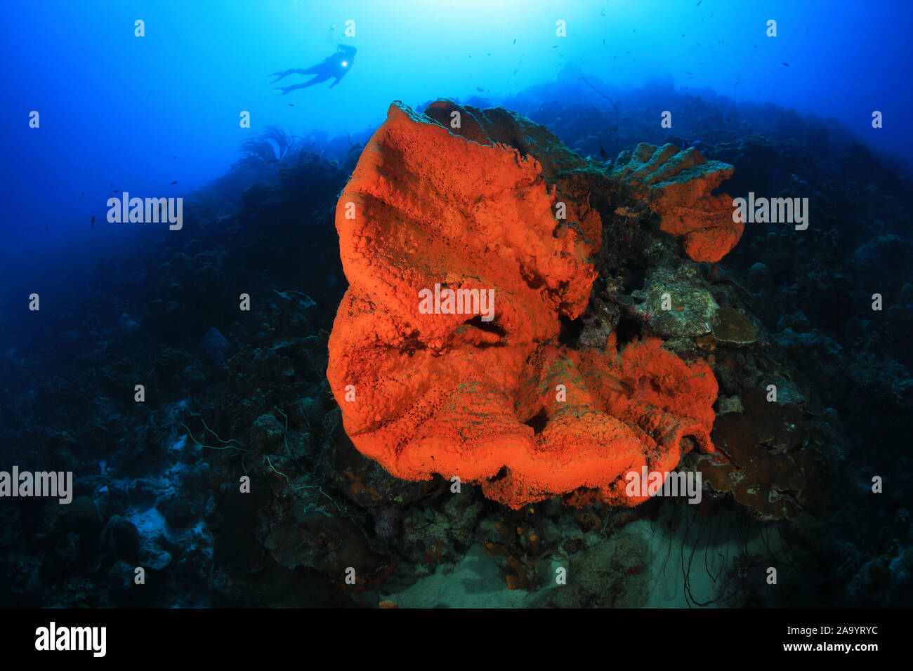 Orange elephant ear sponge (Agelas clathrodes) underwater in the ...