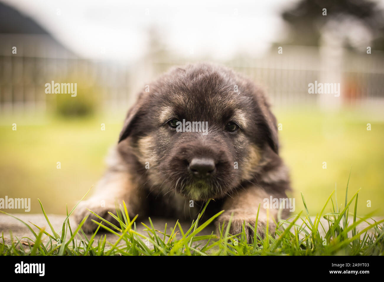 German Shepherd Newborn Puppies