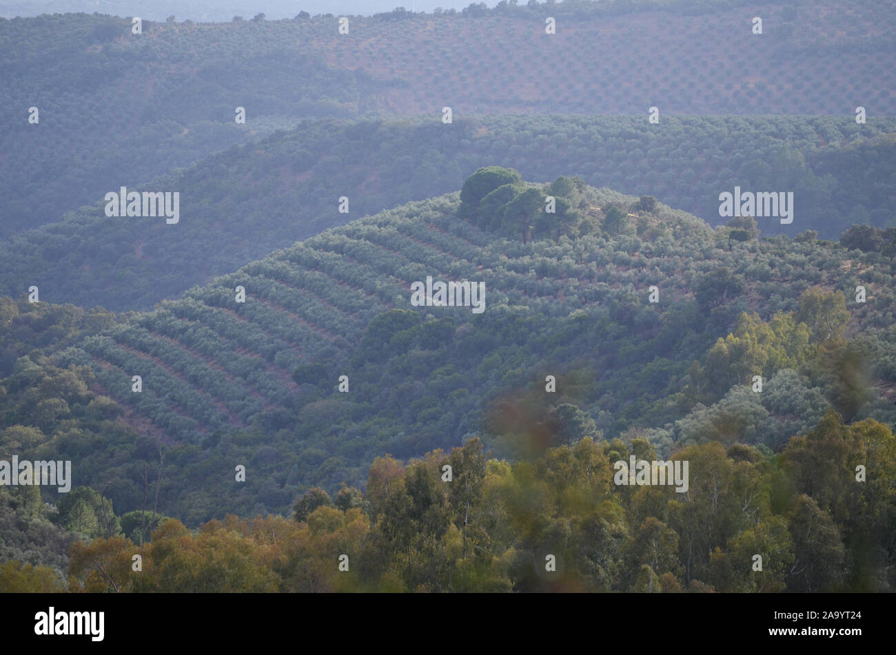 Olive tree groves in Azuel (Cordoba, Andalusia, southern Spain Stock ...