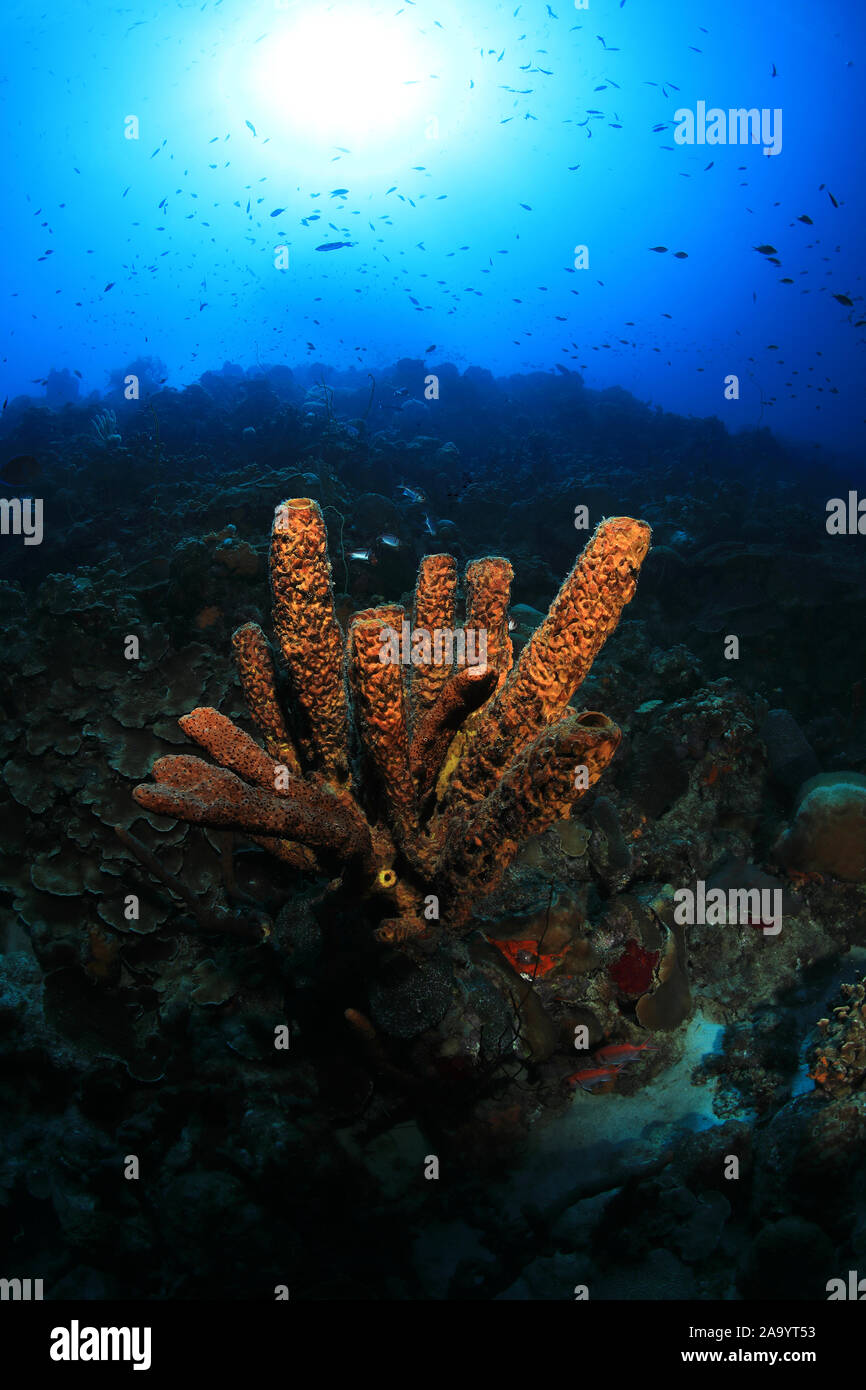 Brown tube sponge (Agelas conifera) underwater in the caribbean sea of ...