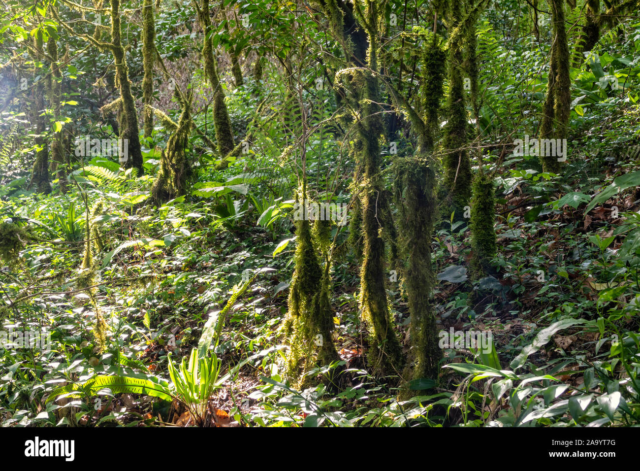 Trees overgrown with moss in a dense forest are lit by the sun. Spring ...