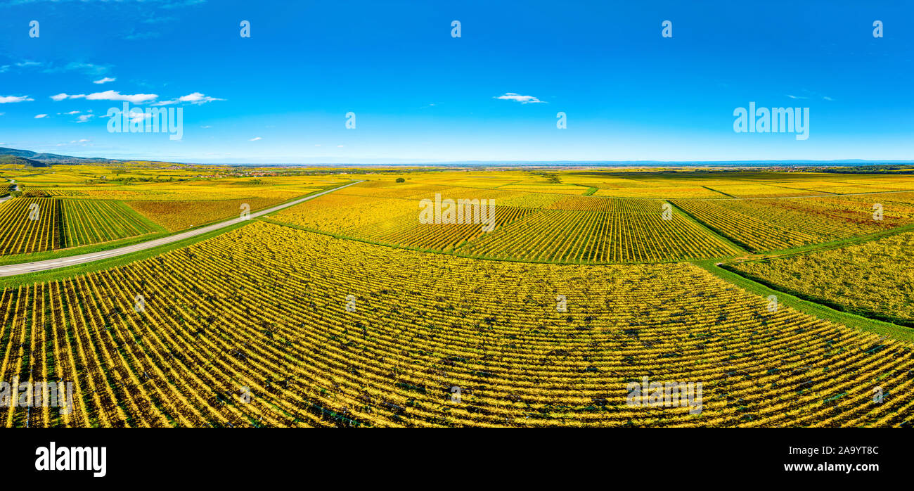 Panoramic view of the beautiful vineyards of Alsace in the fall. Bright ...