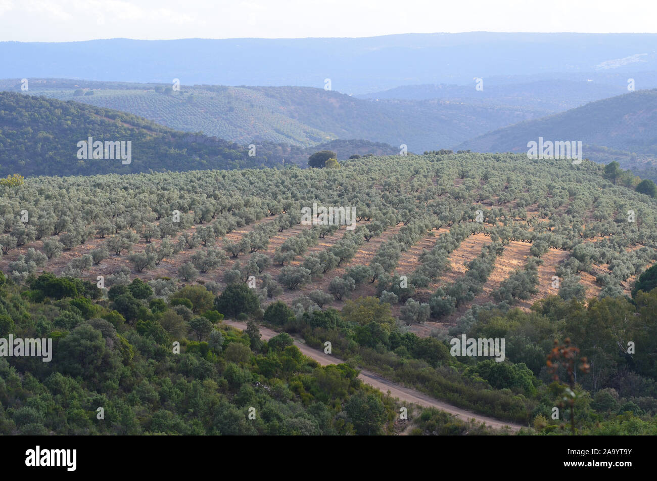 Olive tree groves in Azuel (Cordoba, Andalusia, southern Spain Stock ...