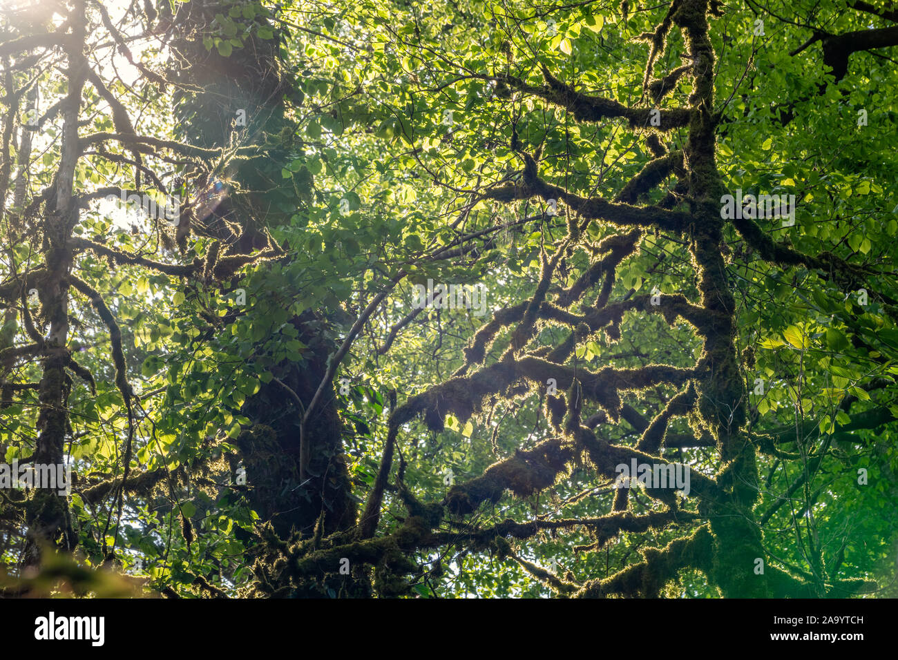 Trees overgrown with moss in a dense forest are lit by the sun. Spring ...