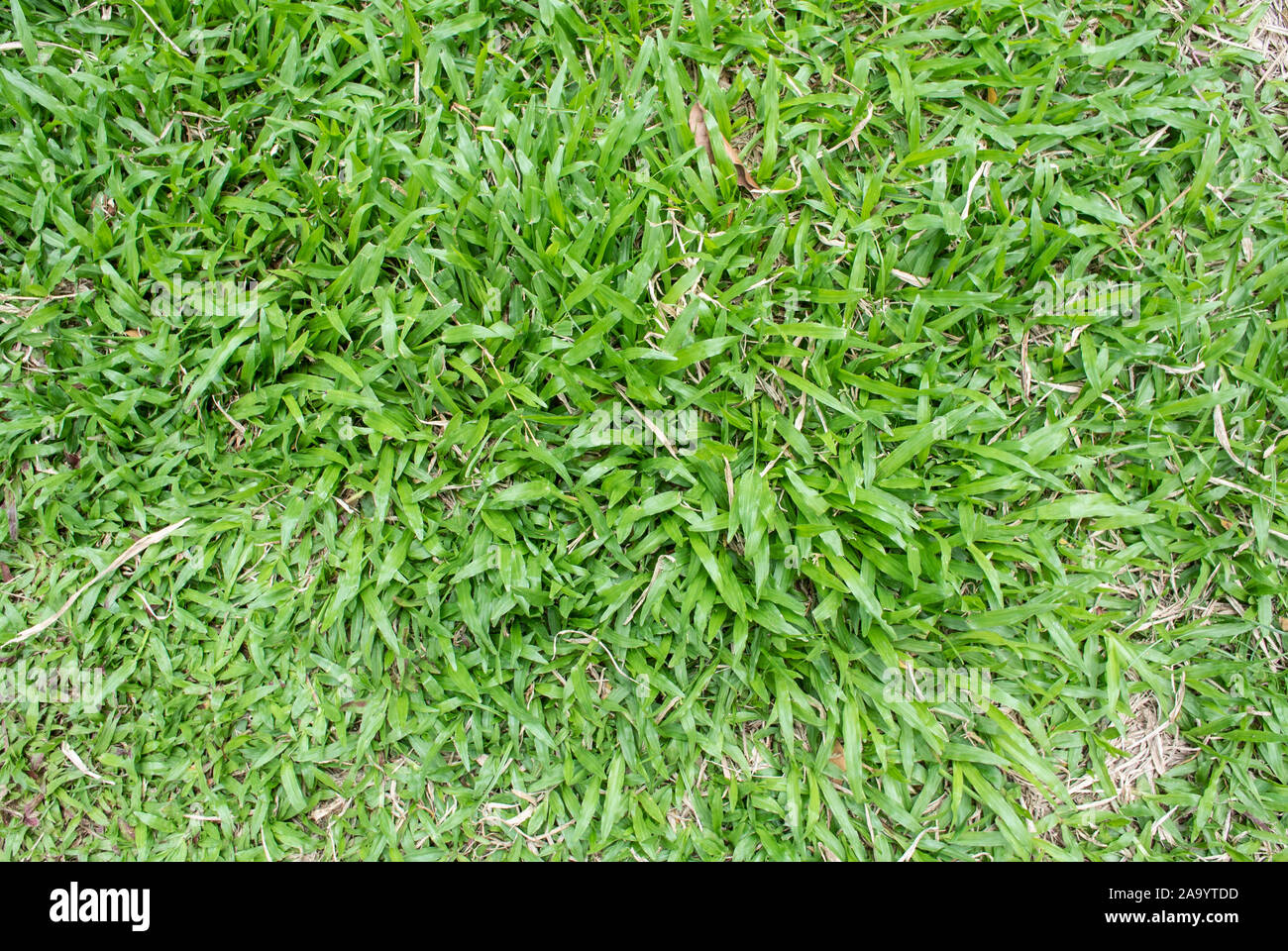 Top view of green grass day time, texture, background Stock Photo - Alamy