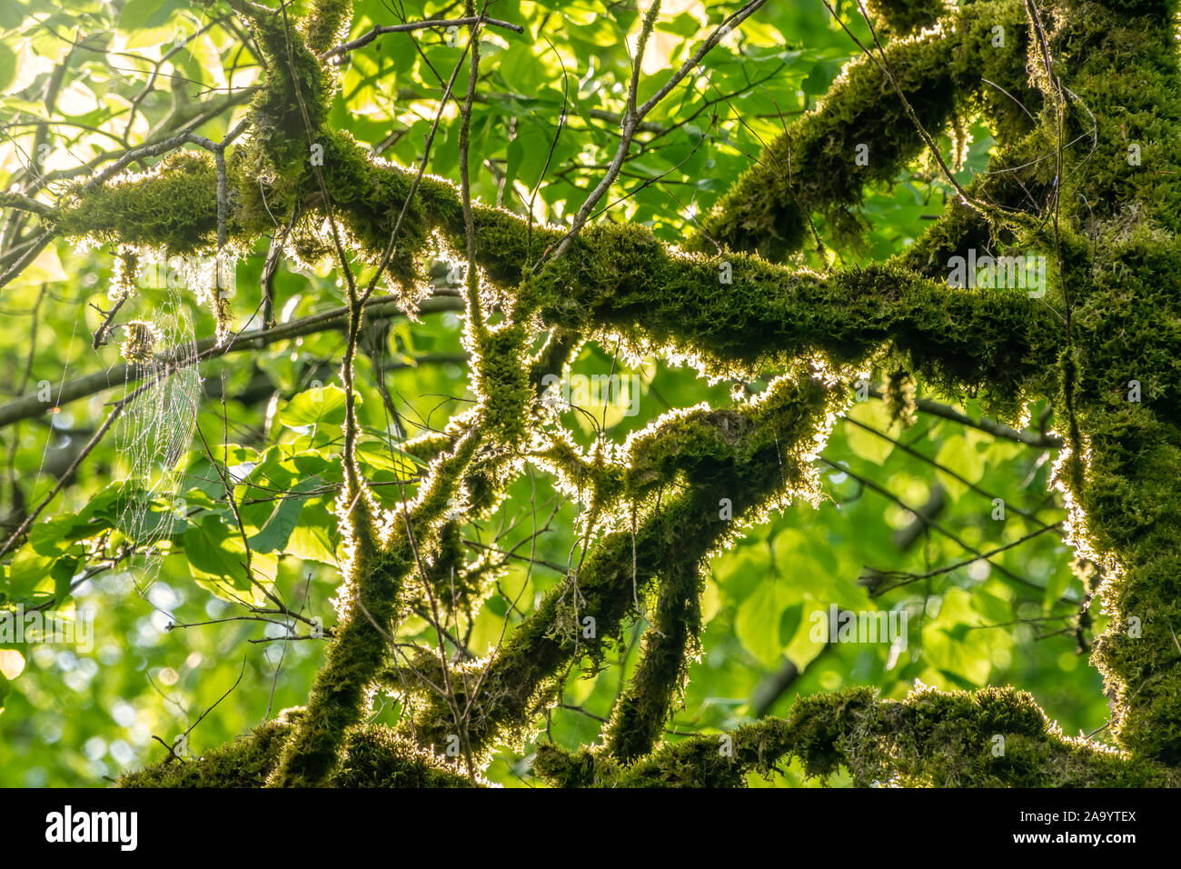 Dry trunks and branches of trees, completely covered with moss. Dead ...