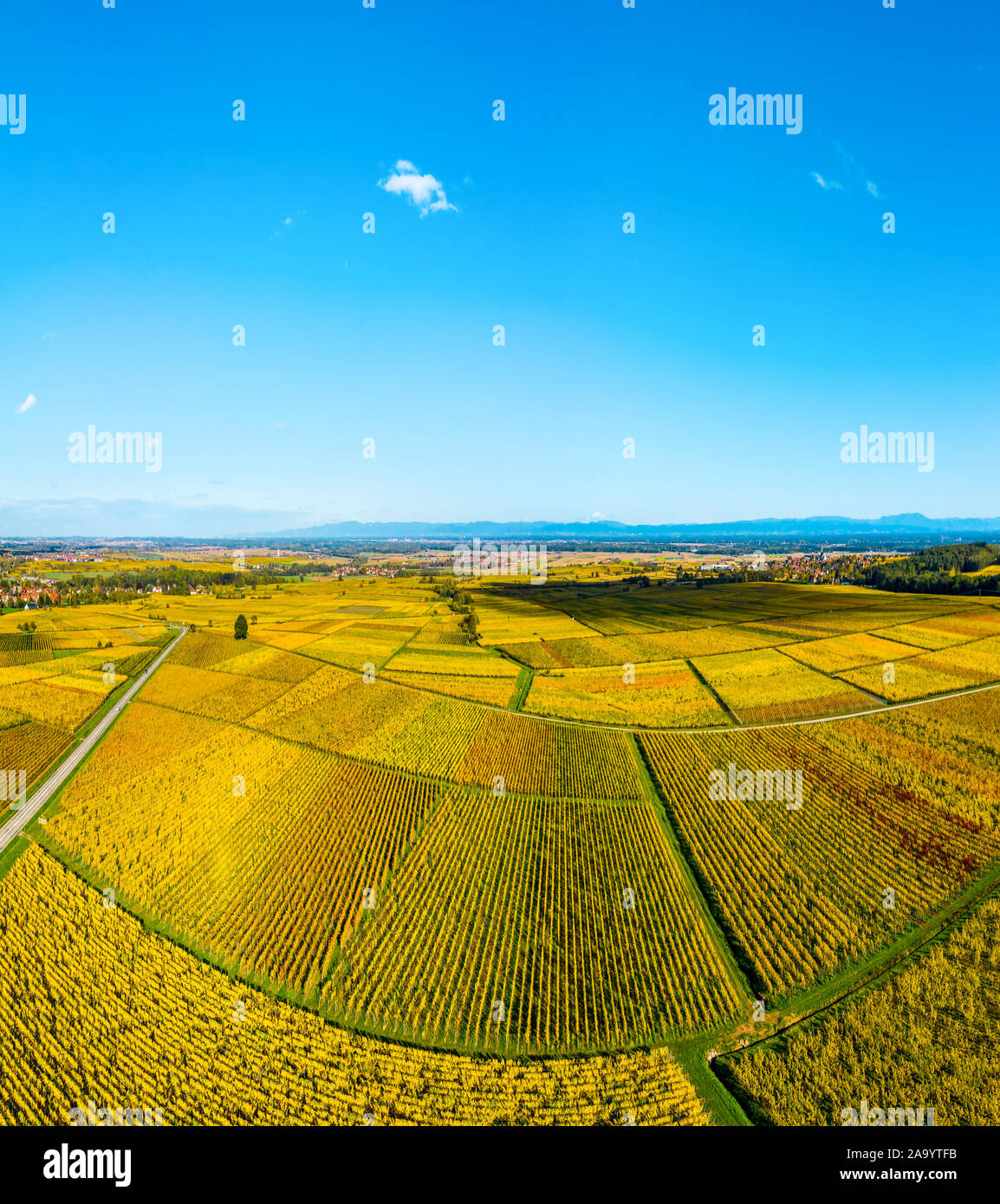 Panoramic view of the beautiful vineyards of Alsace in the fall. Bright ...