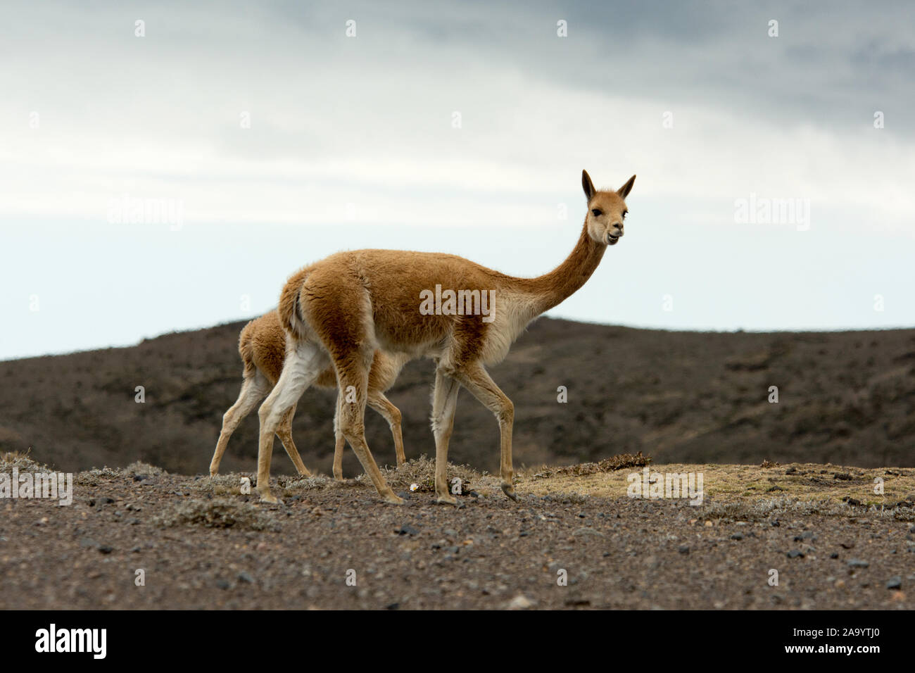 Reserva de produccion de fauna chimborazo hi-res stock photography and ...