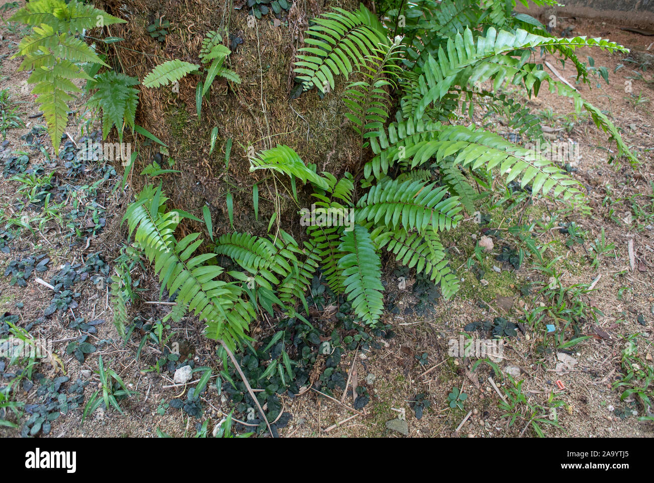 Pteridophytes hi-res stock photography and images - Alamy