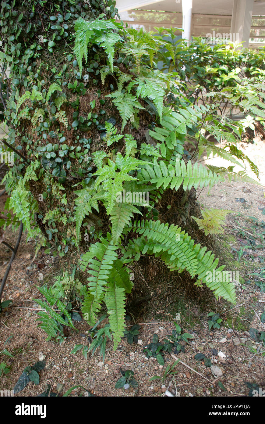 Pteridophytes hi-res stock photography and images - Alamy