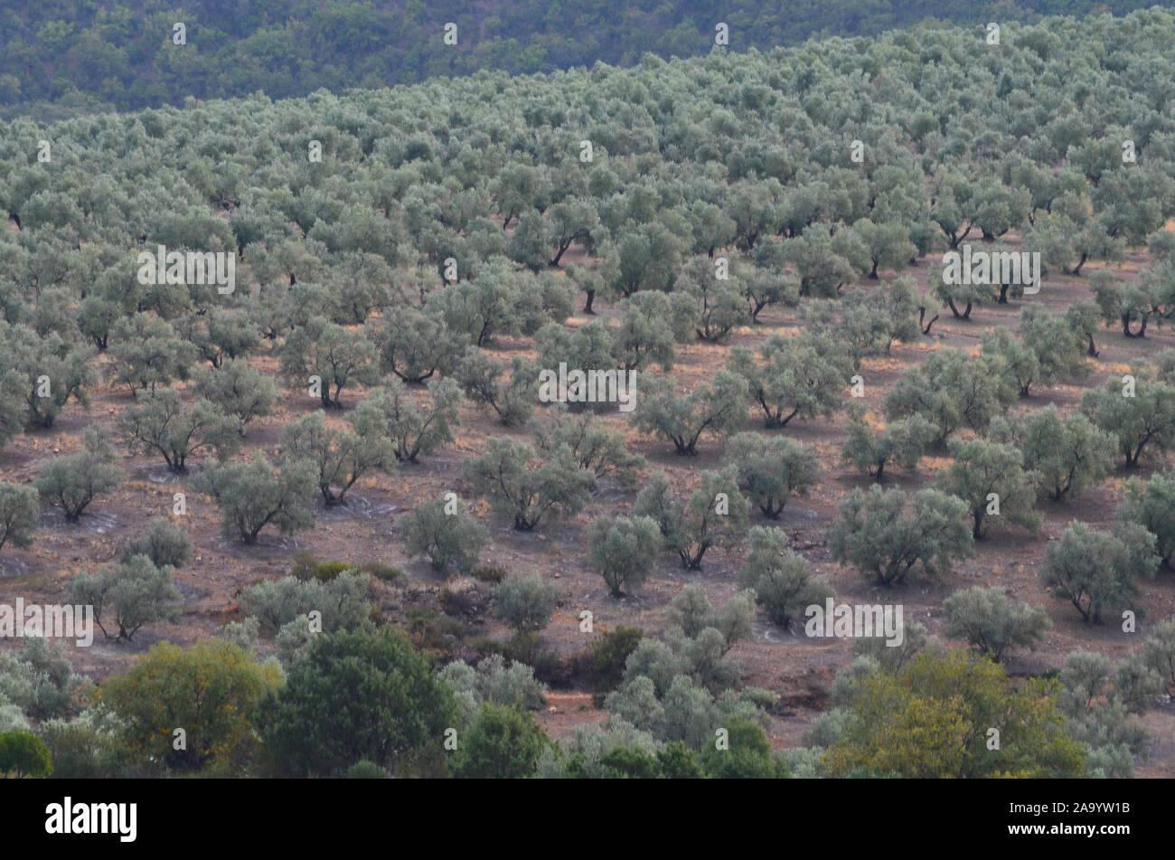 Olive tree groves in Azuel (Cordoba, Andalusia, southern Spain Stock ...