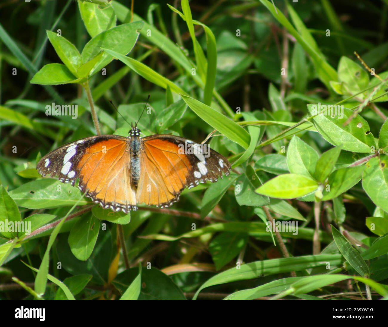 Plain tiger hi-res stock photography and images - Alamy