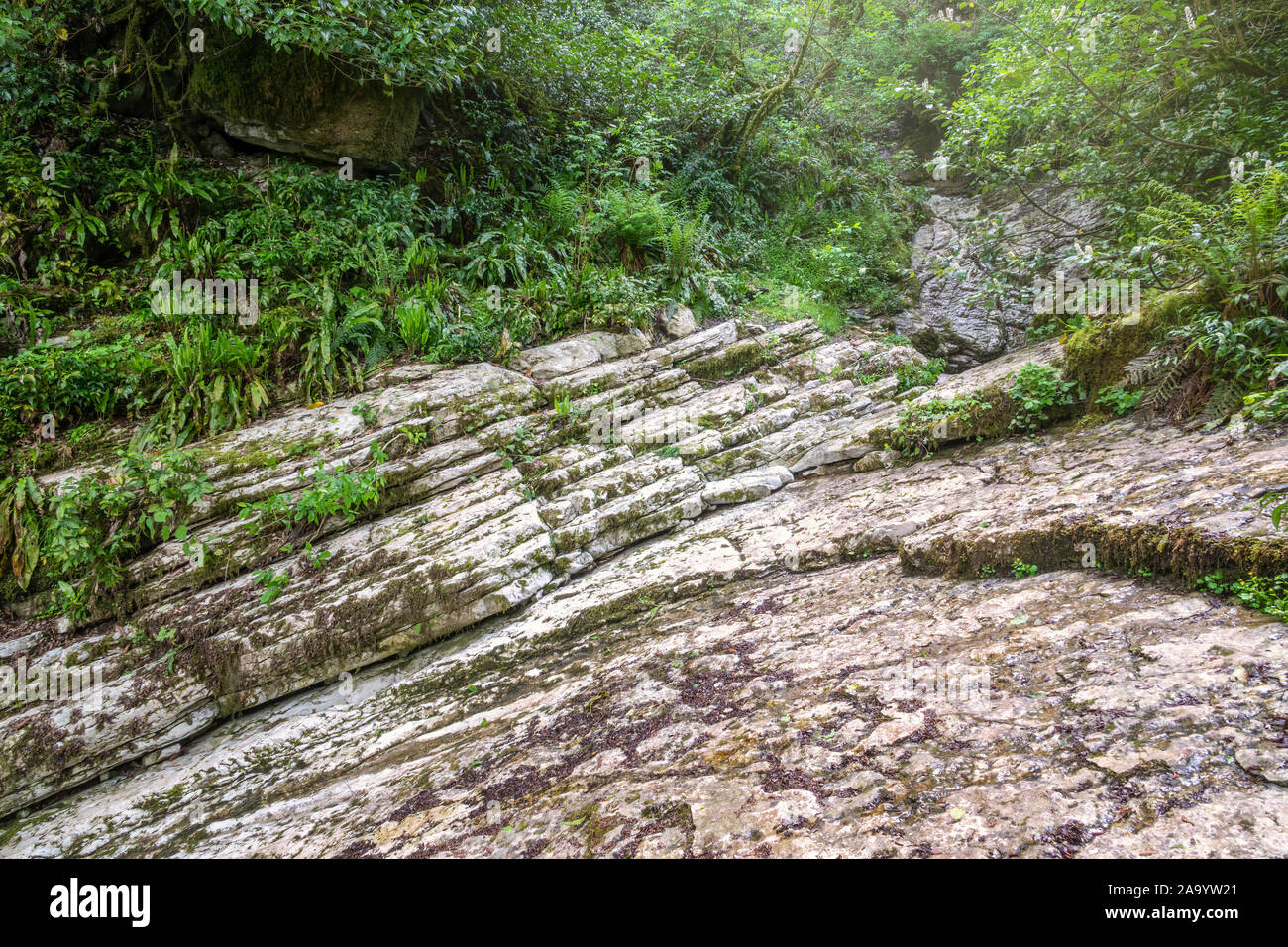 Rock from layered limestone in a green forest. Rock of limestone with ...
