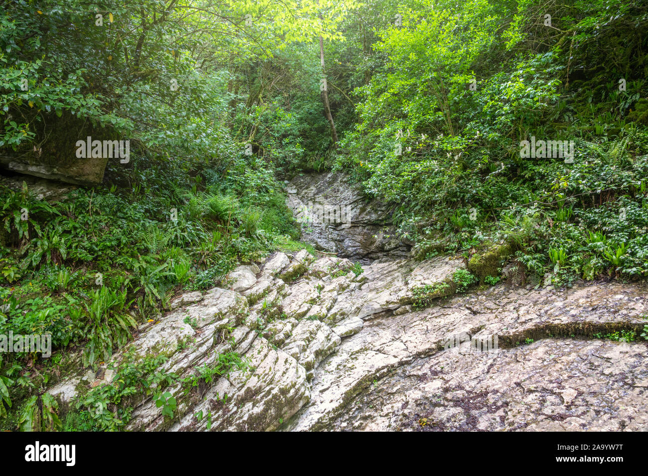 Rock from layered limestone in a green forest. Rock of limestone with ...