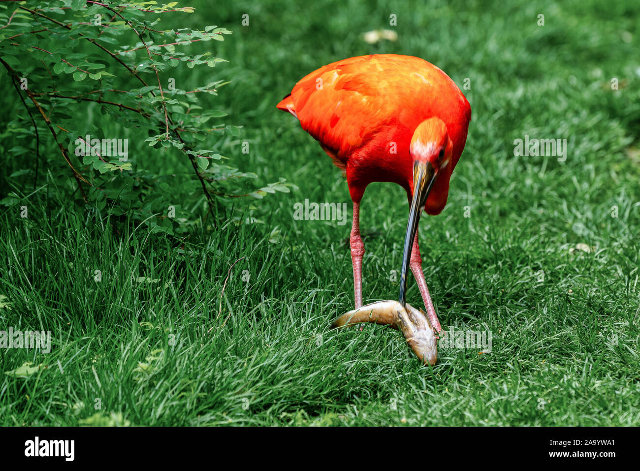 Scarlet ibis, Eudocimus ruber. Wildlife animal in the zoo Stock Photo ...