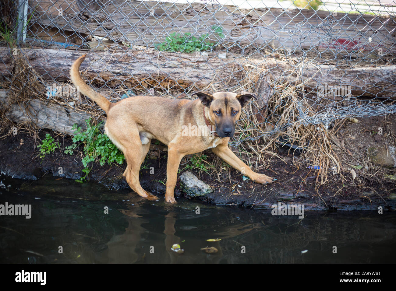 Skinny dog hi-res stock photography and images - Alamy