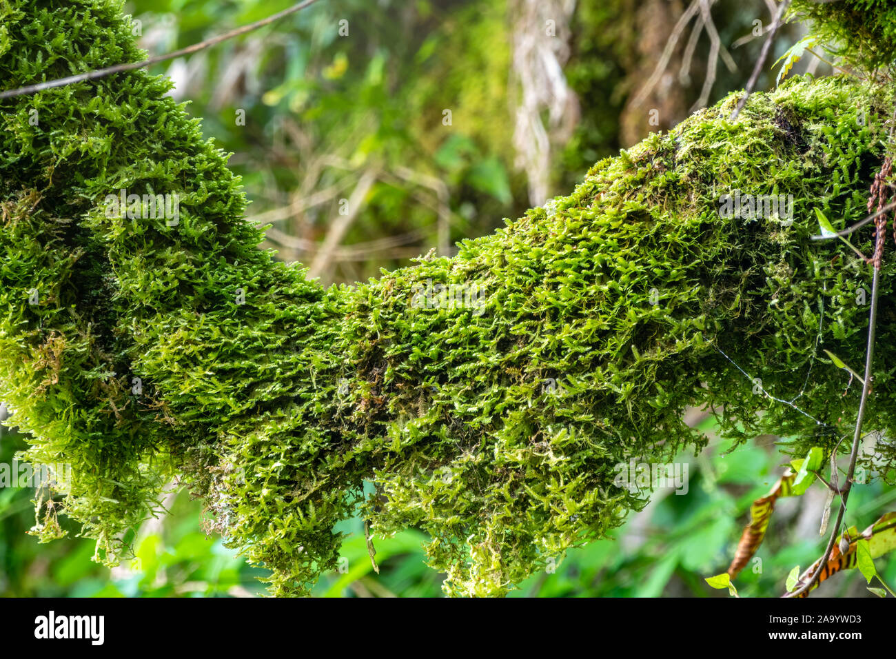 Trees overgrown with moss in a dense forest are lit by the sun. Spring ...