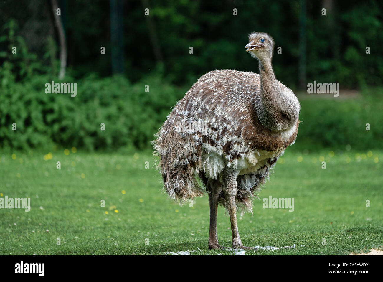 Darwin's rhea, Rhea pennata also known as the lesser rhea Stock Photo ...