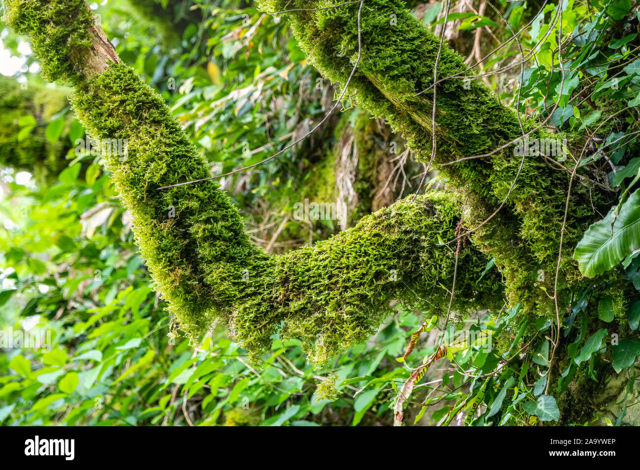 Trees overgrown with moss in a dense forest are lit by the sun. Spring ...