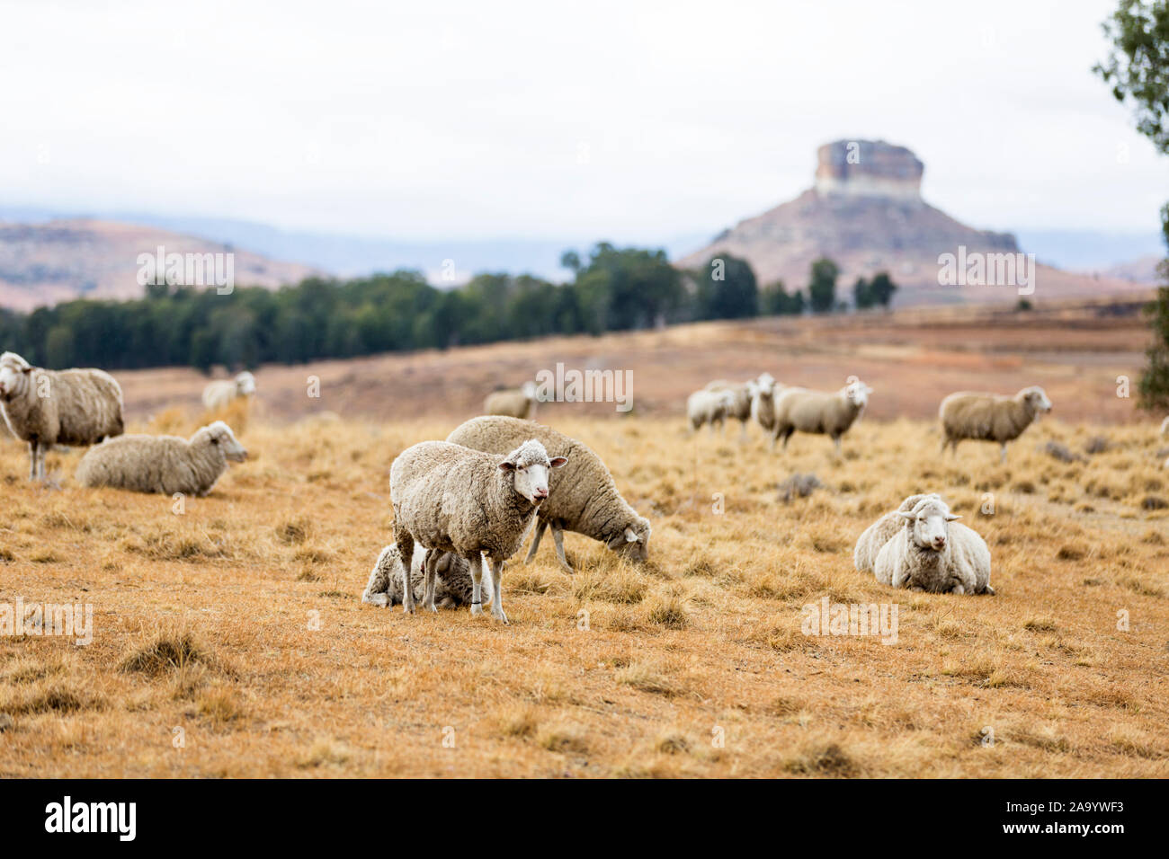Sheep in the Free State Stock Photo - Alamy