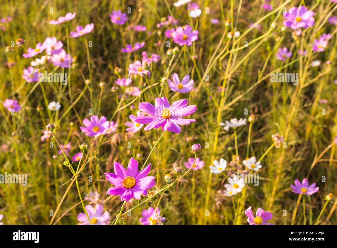 Colourful cosmos flowers Stock Photo - Alamy