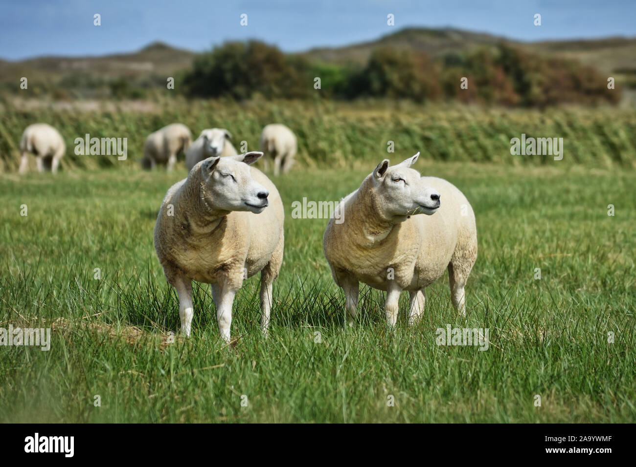 Two white Texel sheep, a heavily muscled breed of domestic sheep from ...