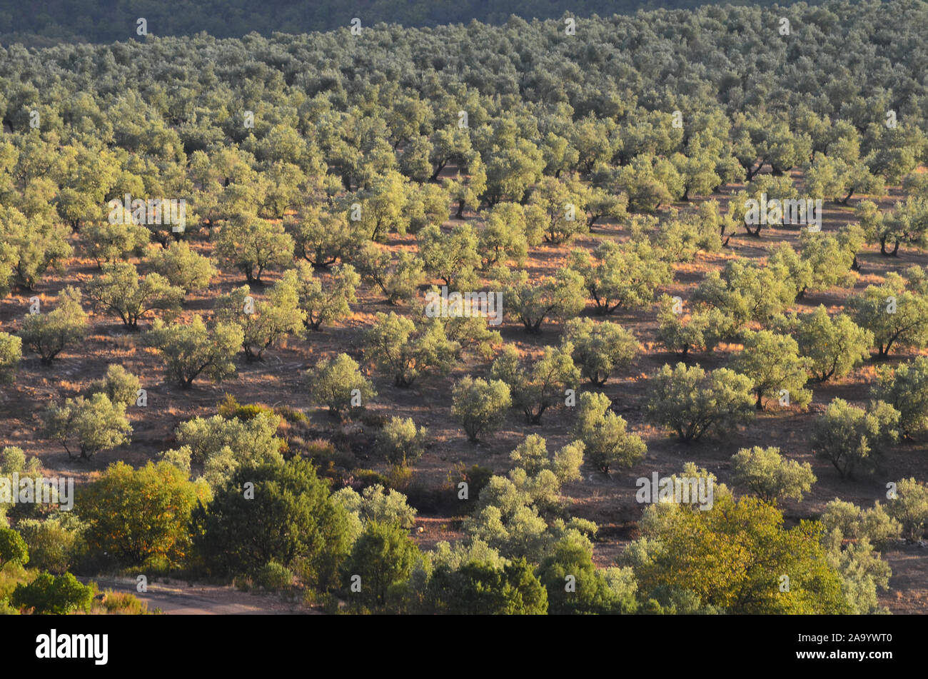Olive tree groves in Azuel (Cordoba, Andalusia, southern Spain Stock ...
