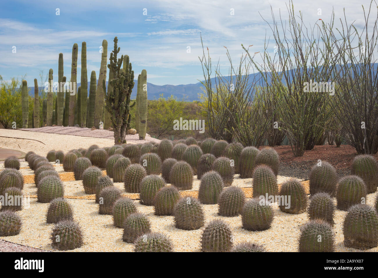 Desert cactus garden landscape Stock Photo - Alamy