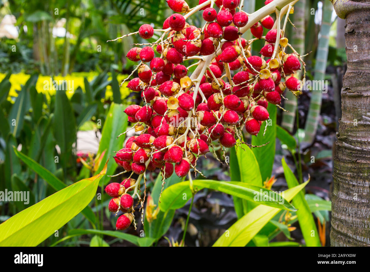 Fruit of the Palm Tree Stock Photo - Alamy