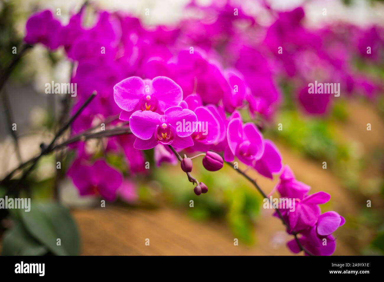 Beautiful magenta pink orchid flowers Stock Photo - Alamy