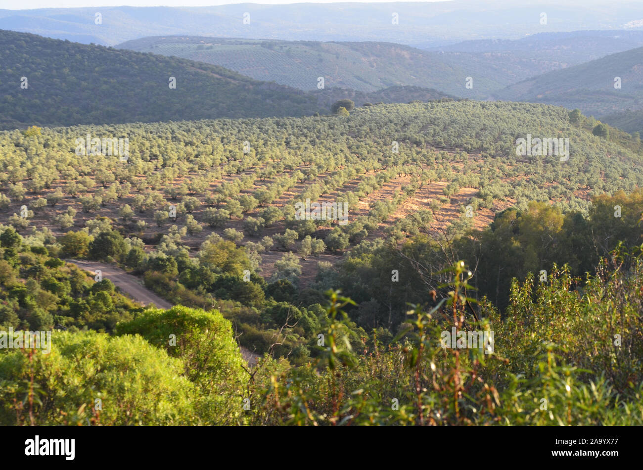 Olive tree groves in Azuel (Cordoba, Andalusia, southern Spain Stock ...