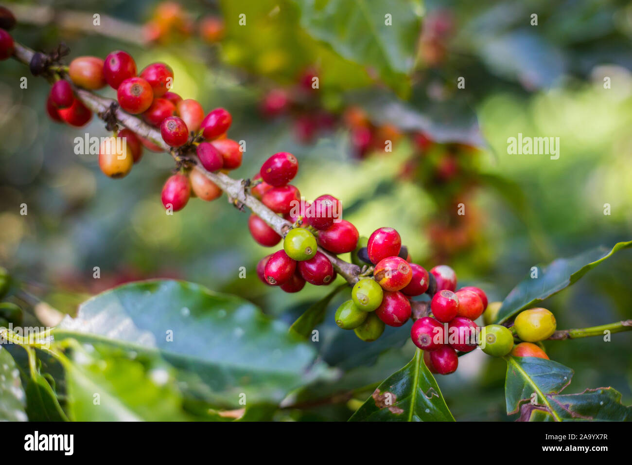 Coffee beans on trees Stock Photo - Alamy