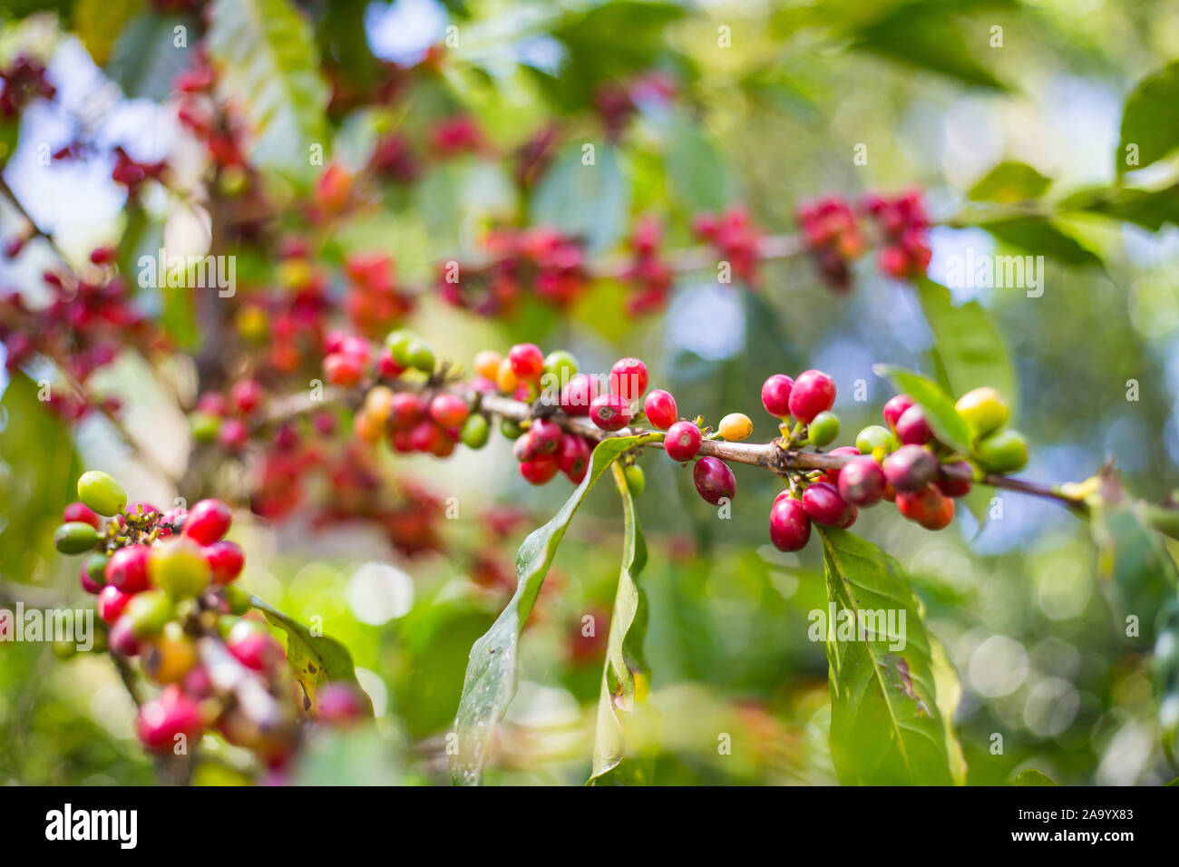 Coffee beans on trees Stock Photo - Alamy