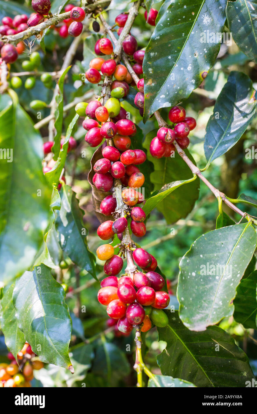 Coffee beans on trees Stock Photo - Alamy