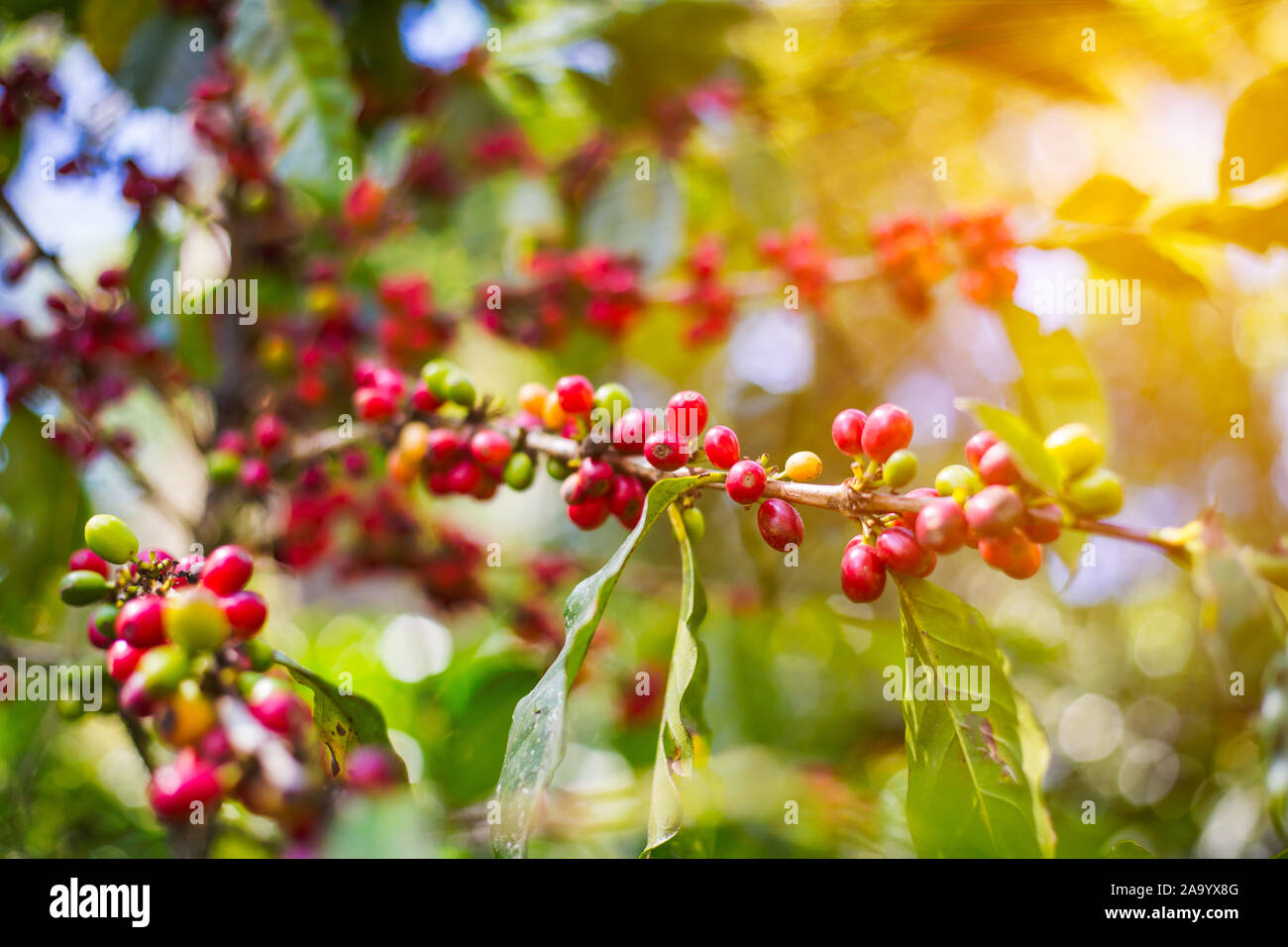 Coffee beans on trees Stock Photo - Alamy