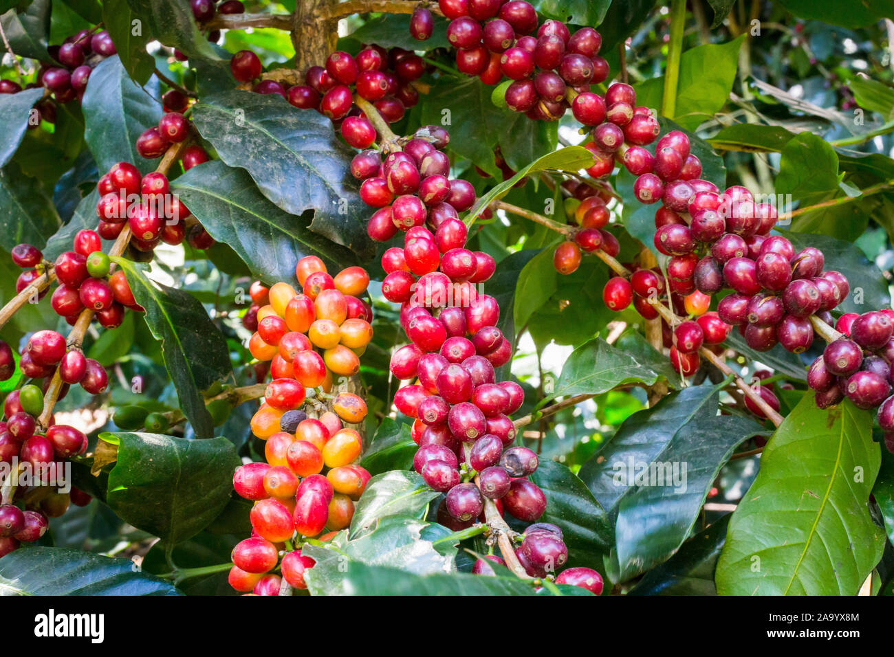 Coffee beans on trees Stock Photo - Alamy