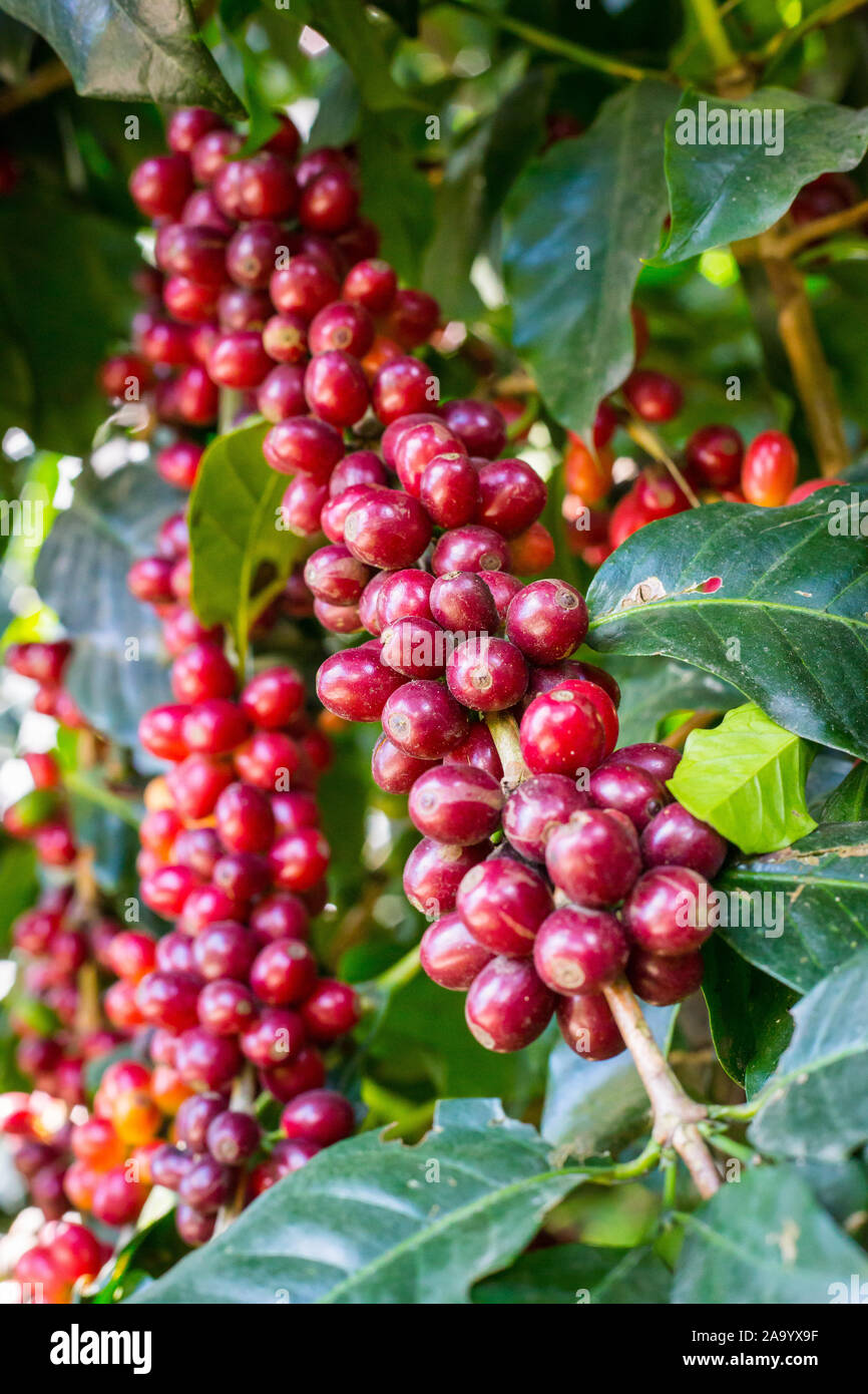 Coffee beans on trees Stock Photo - Alamy