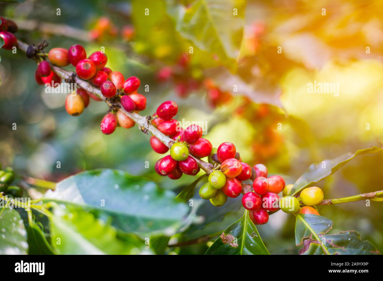 Coffee beans on trees Stock Photo - Alamy