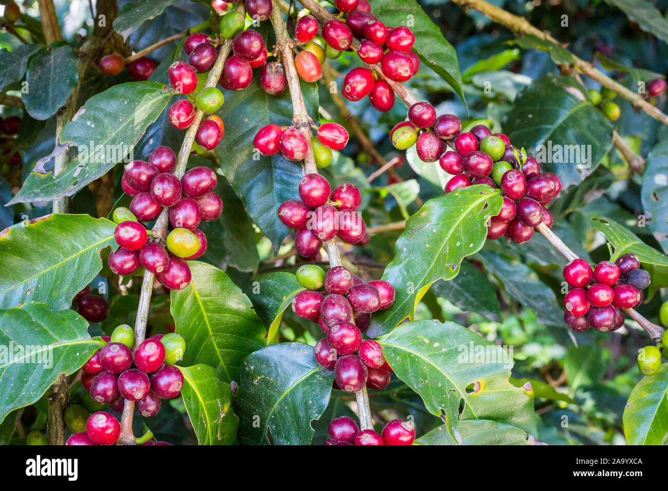 Coffee beans on trees Stock Photo - Alamy