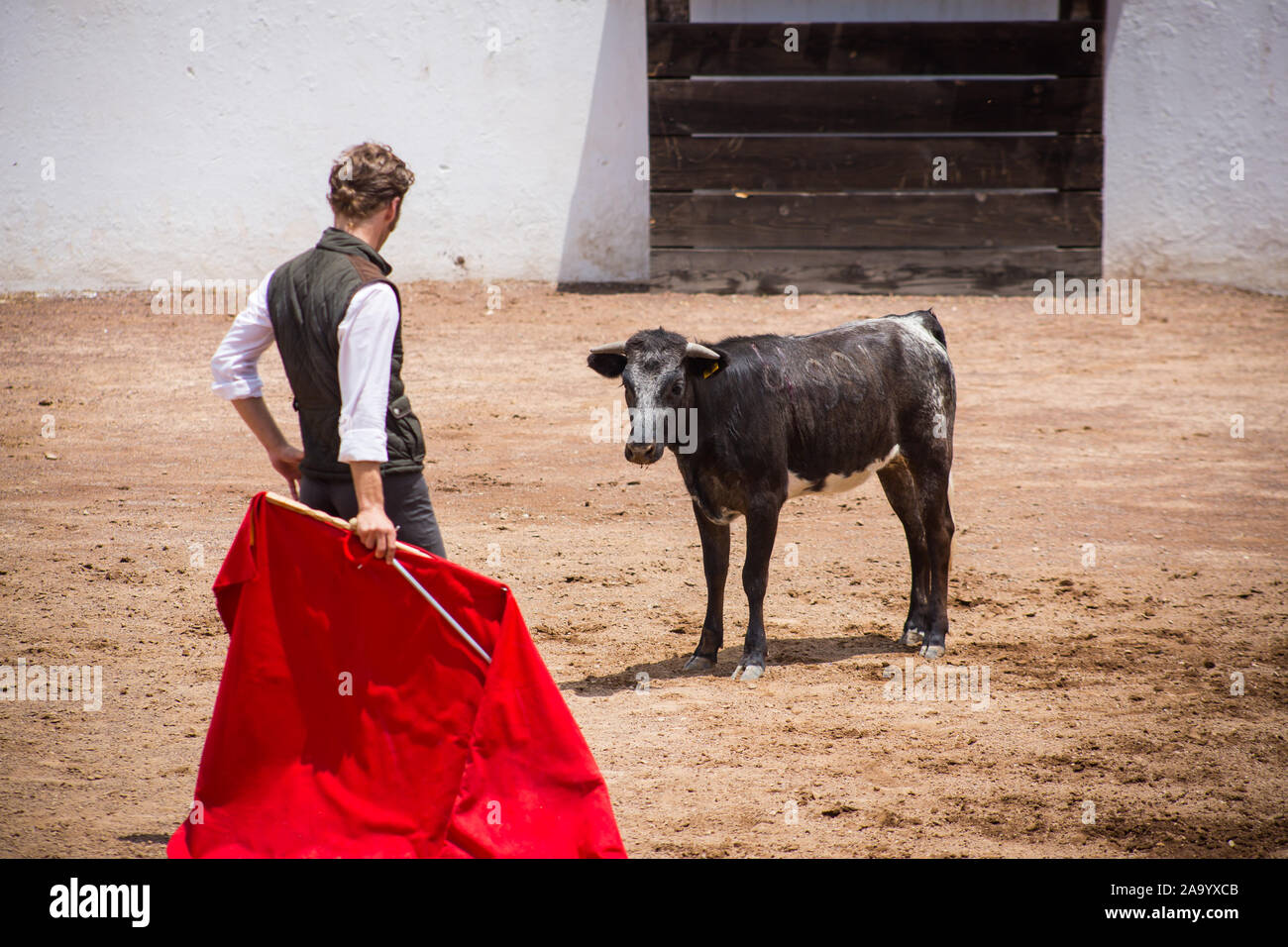 Spanish mexican bullfighter testing calf in a cattle raising ranch ...