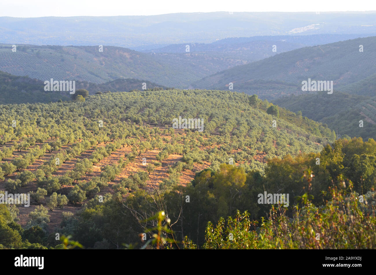 Olive tree groves in Azuel (Cordoba, Andalusia, southern Spain Stock ...