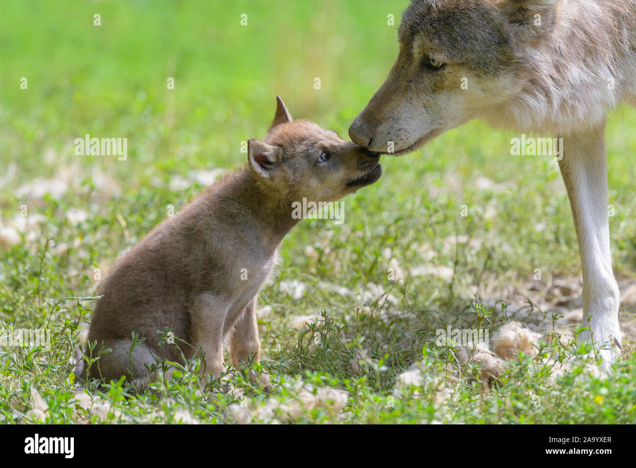 Wolf, Canis lupus, adult with cub Stock Photo - Alamy