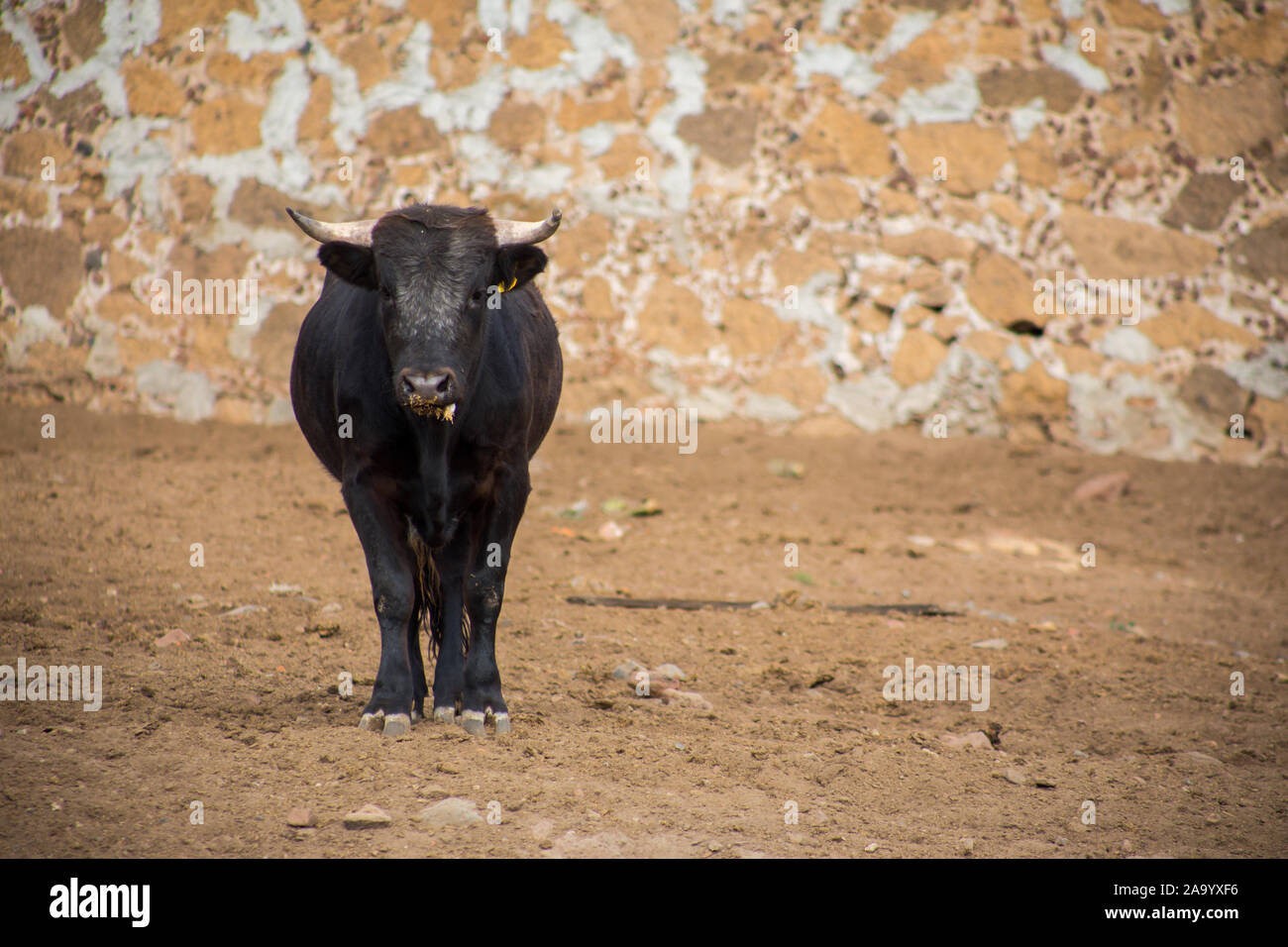 Bulls in a cattle raising ranch in mexico Stock Photo - Alamy