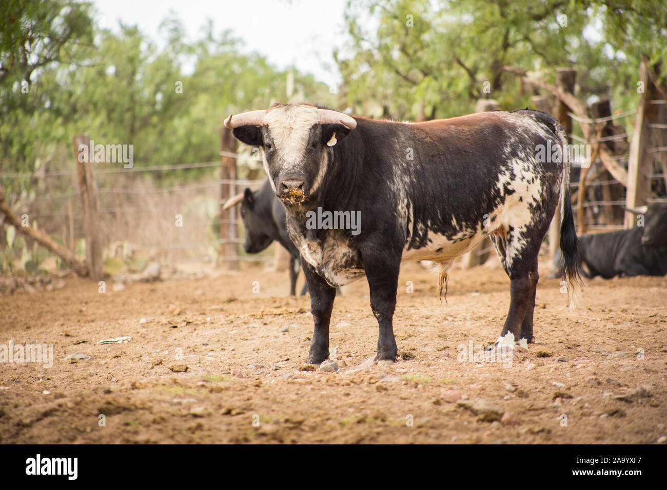 Bulls in a cattle raising ranch in mexico Stock Photo - Alamy